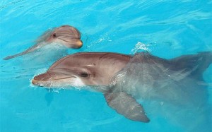 Dolphin Declared the National Aquatic Animal of India