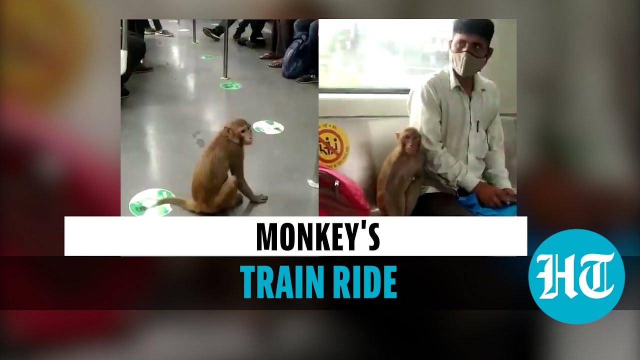 Watch Viral Video of Monkey Taking a Ride in Delhi Metro