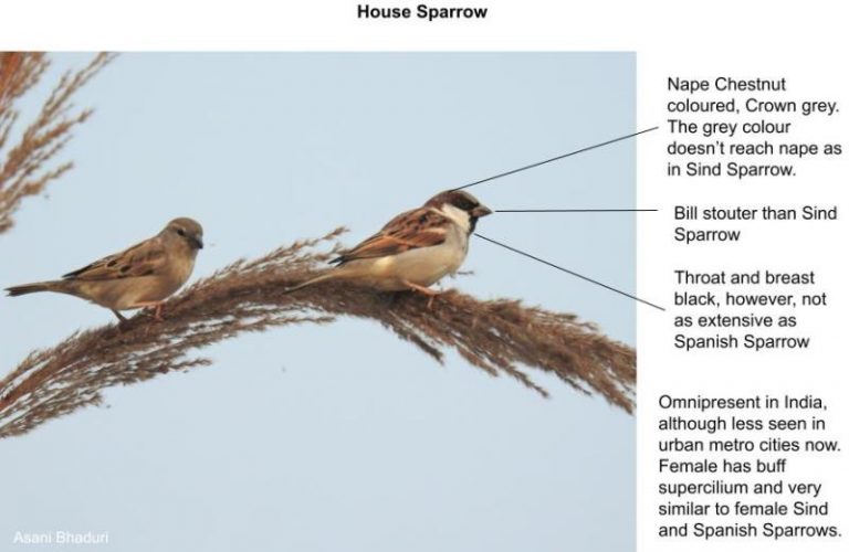 Photo Essay on The Other Types of Sparrows around us