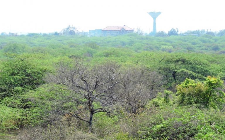 Challenges in Conserving Delhi Ridge and NCR Aravalli